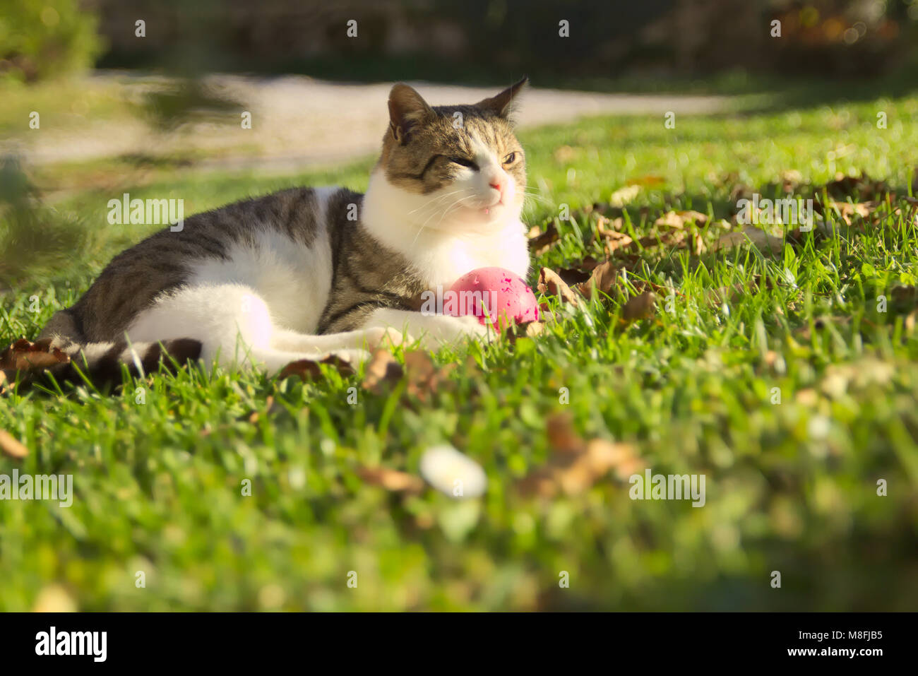 Adorable Domestic Cat Enjoying with a Ball Stock Photo - Alamy