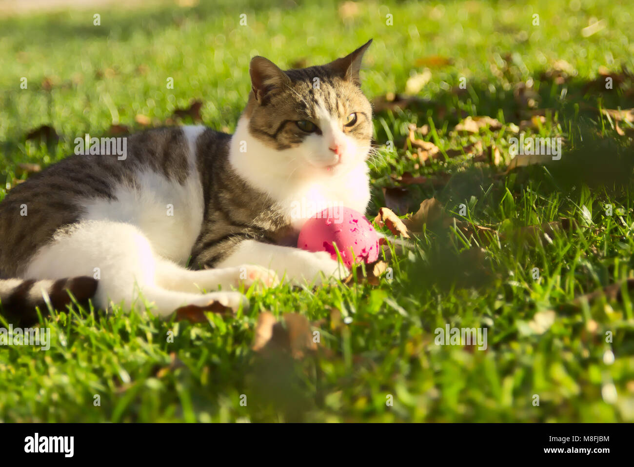 Adorable Domestic Cat Enjoying with a Ball Stock Photo - Alamy
