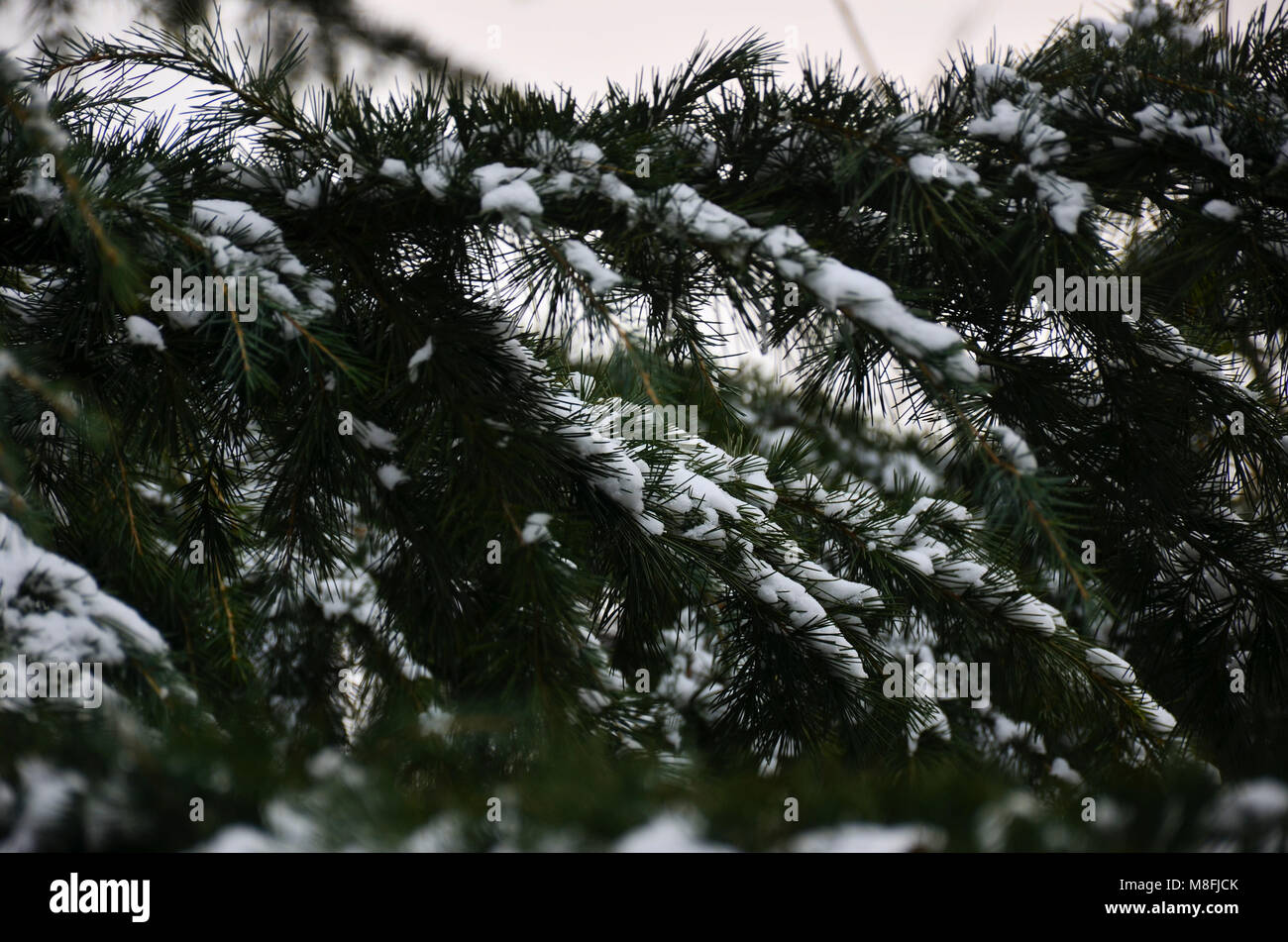 Winter background with snow-covered branches of blue spruce closeup ...