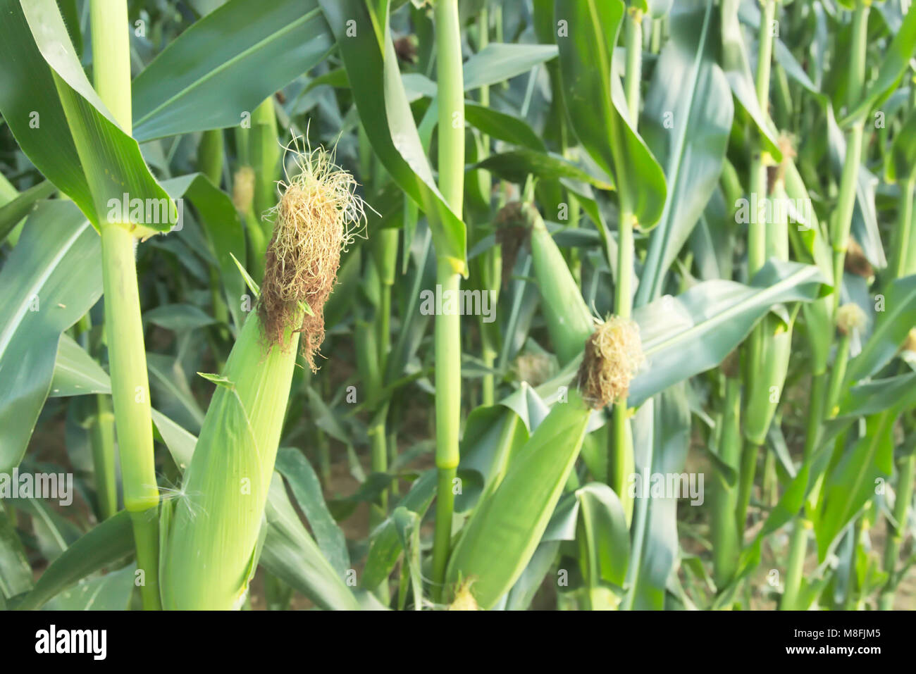 Cob of Corn on Field Stock Photo - Alamy