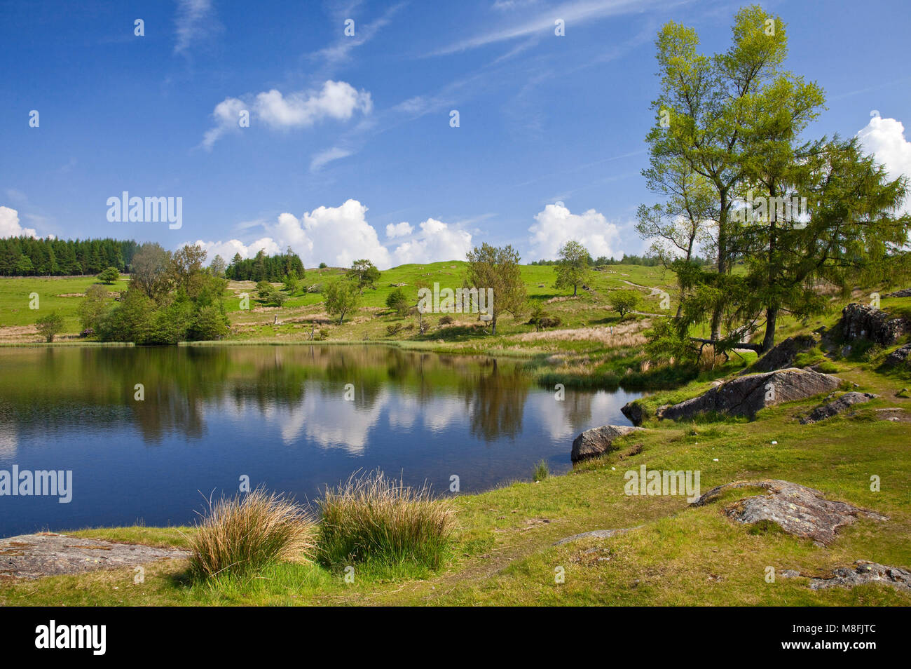 Moss Eccles Tarn Claife Heights Lake District Stock Photo - Alamy
