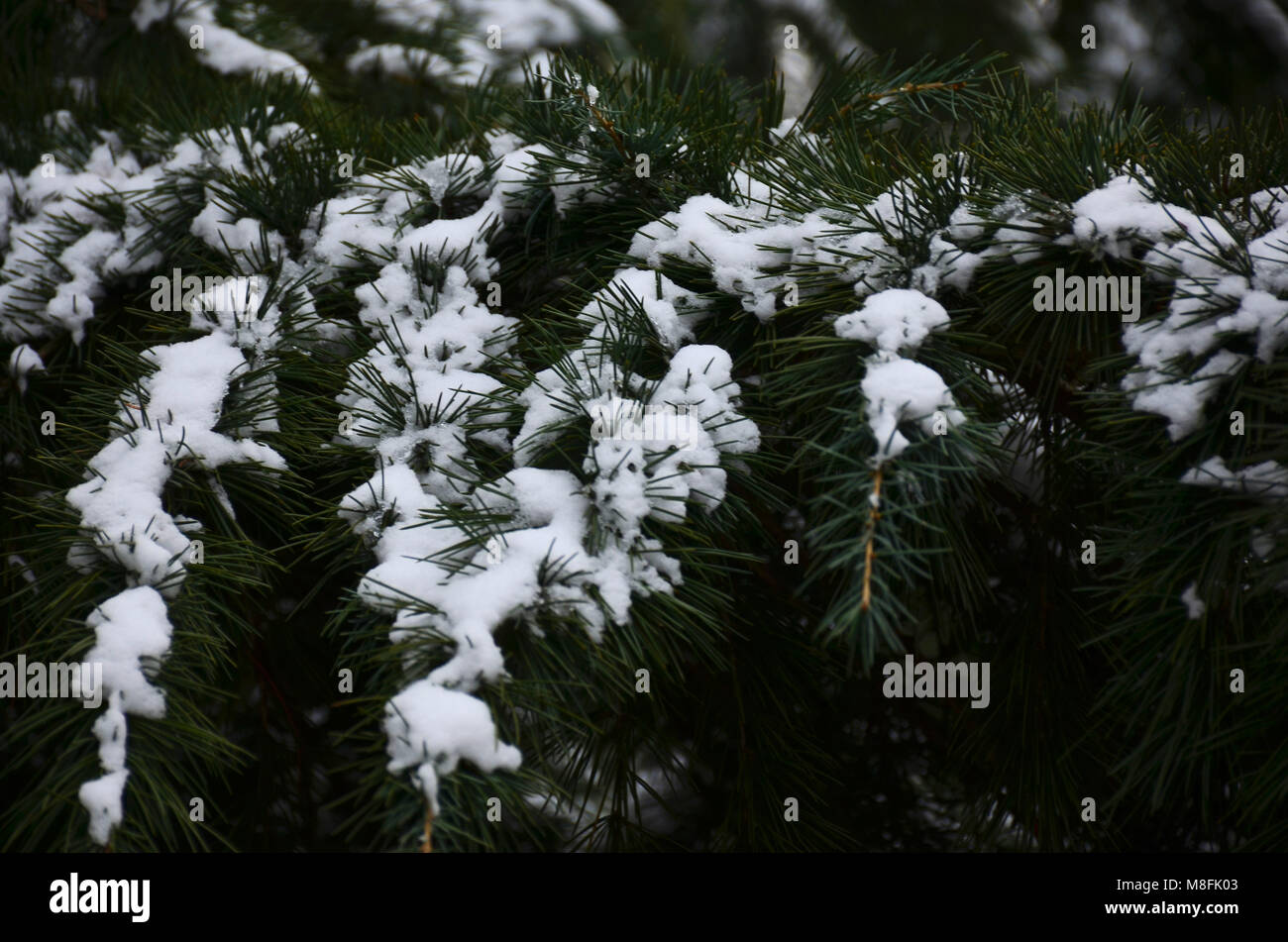 Winter background with snow-covered branches of blue spruce closeup ...