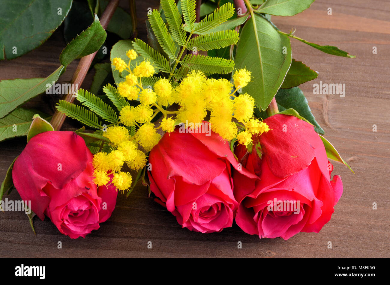 Three red roses against a brown background in line with yellow mimosa ...