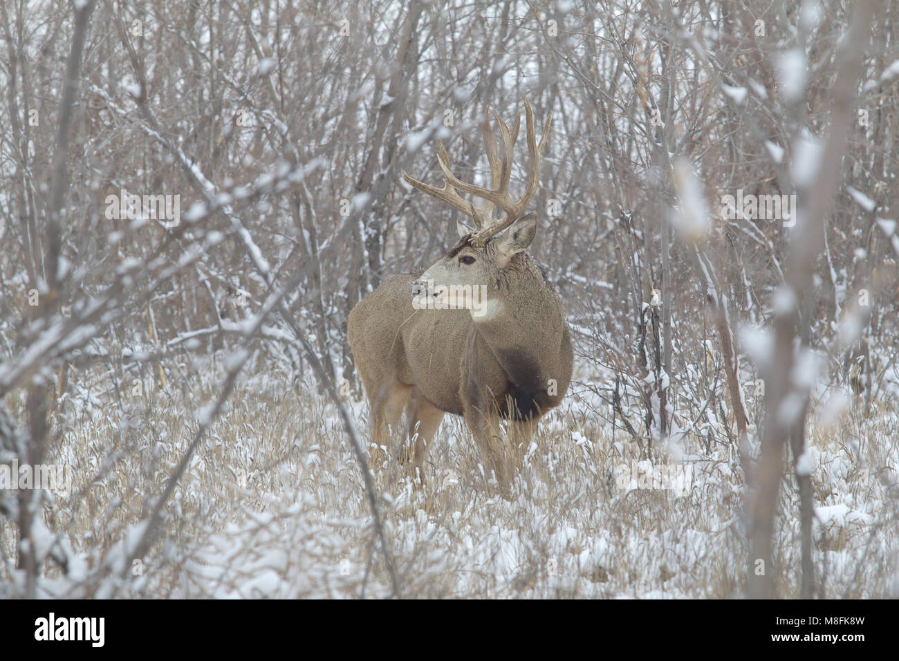 Mule deer in Snow During the Fall rut Stock Photo - Alamy