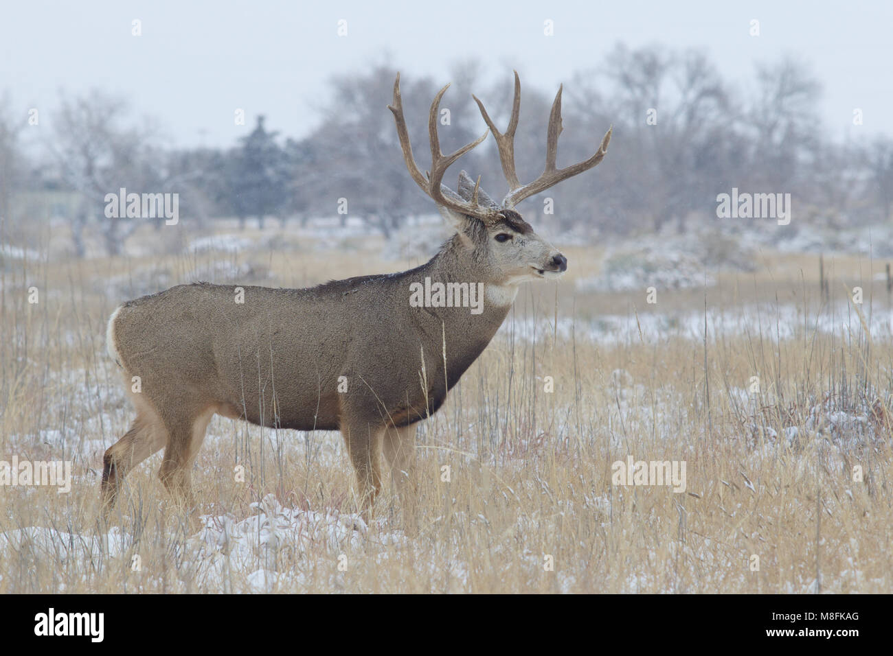 Mule deer in Snow During the Fall rut Stock Photo - Alamy