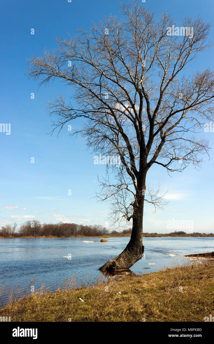 Floods in spring forest hi-res stock photography and images - Alamy