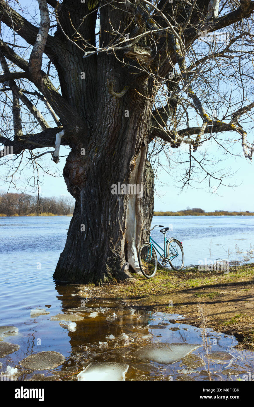 Flooded with water tree as a result of spring flooding Stock Photo - Alamy