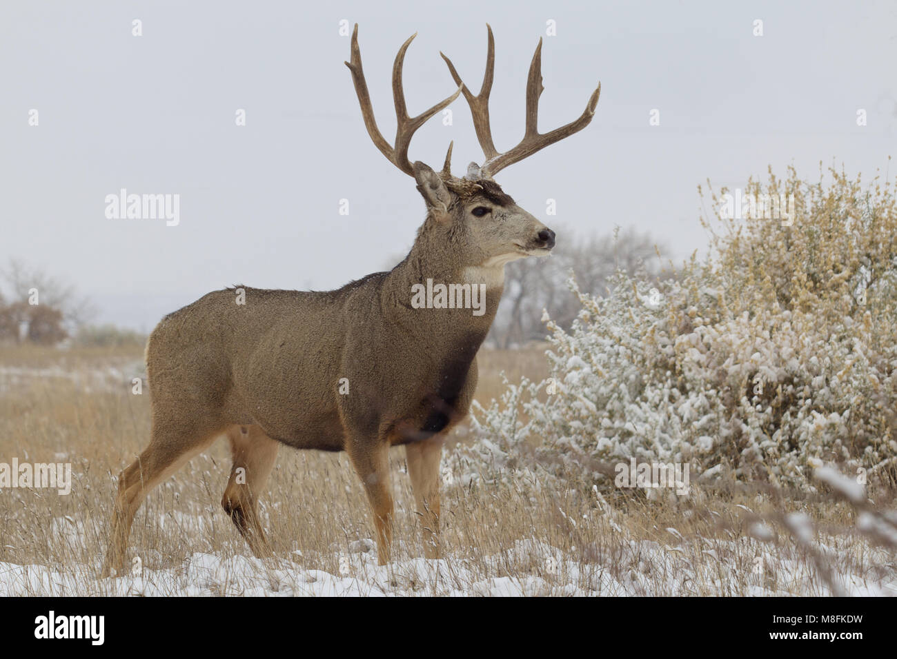 Mule deer in Snow During the Fall rut Stock Photo - Alamy