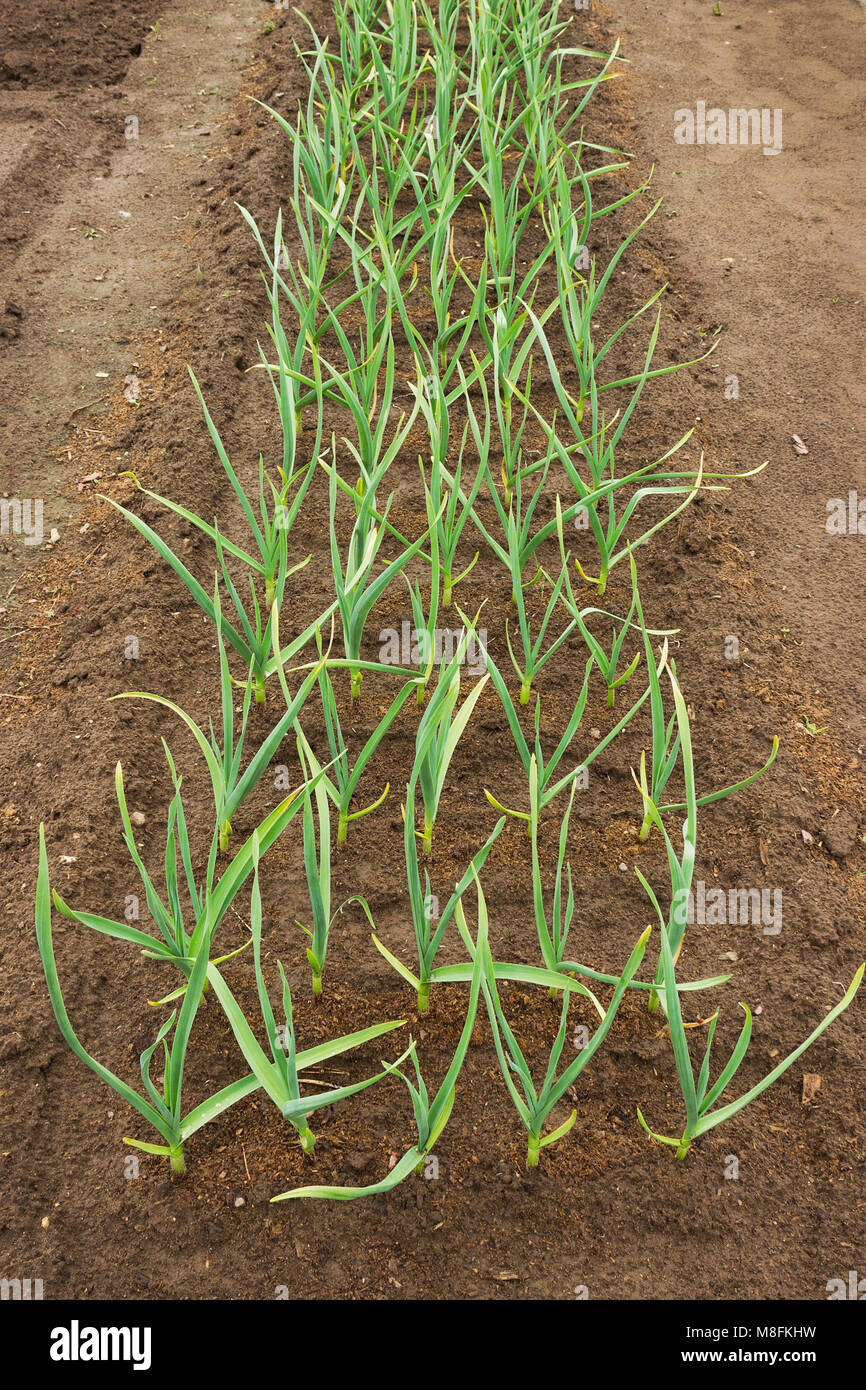 Green plant garlic on a bed of spring Stock Photo - Alamy