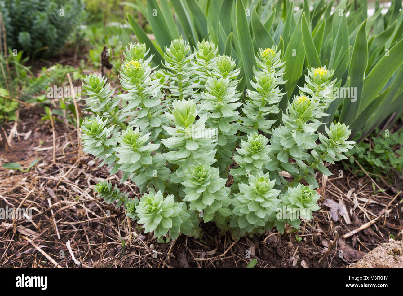 Golden Root, he same Roseroot in the flowerbed Stock Photo - Alamy