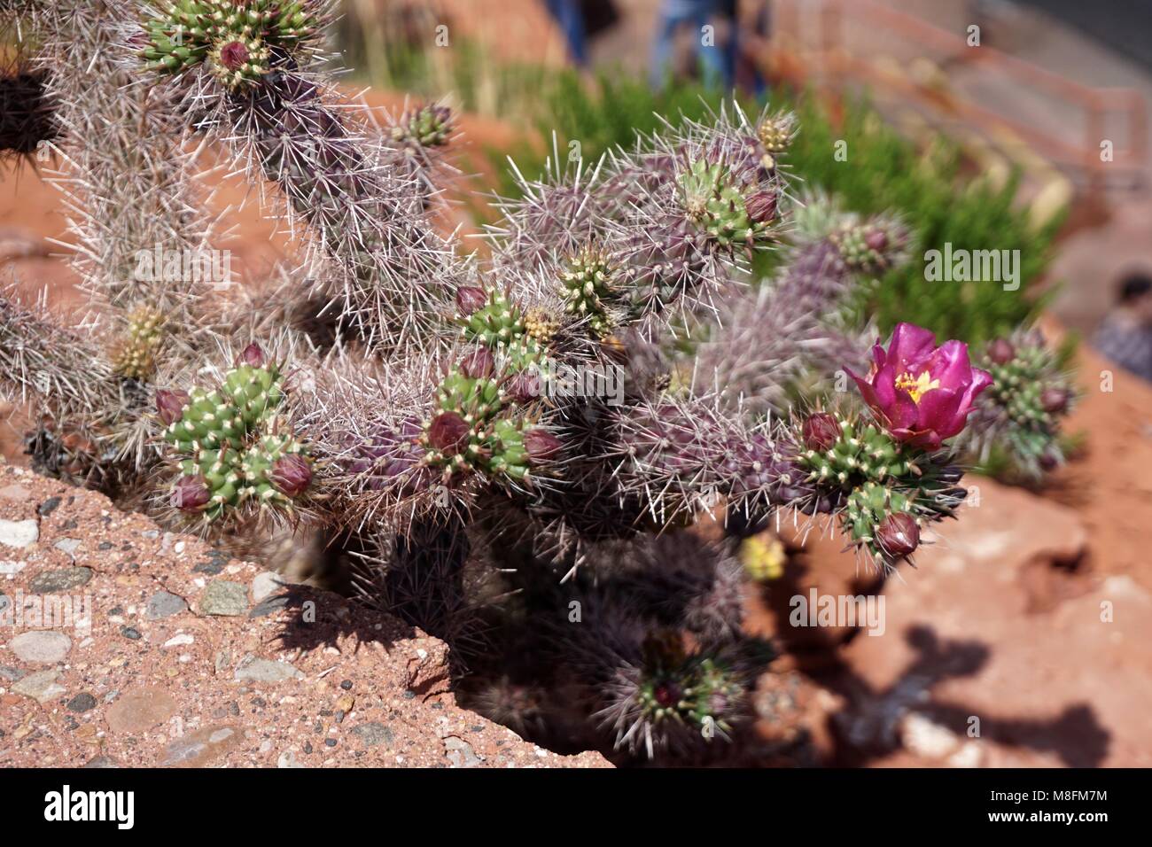 Sedona, Arizona, USA: Cactus flowers among the red sedimentary rocks in ...