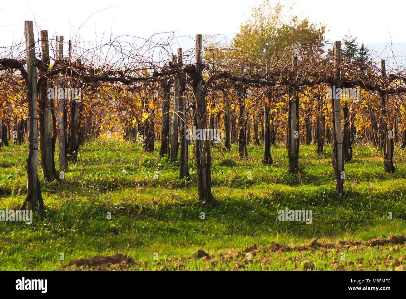 Autumn in the Vineyard Stock Photo - Alamy
