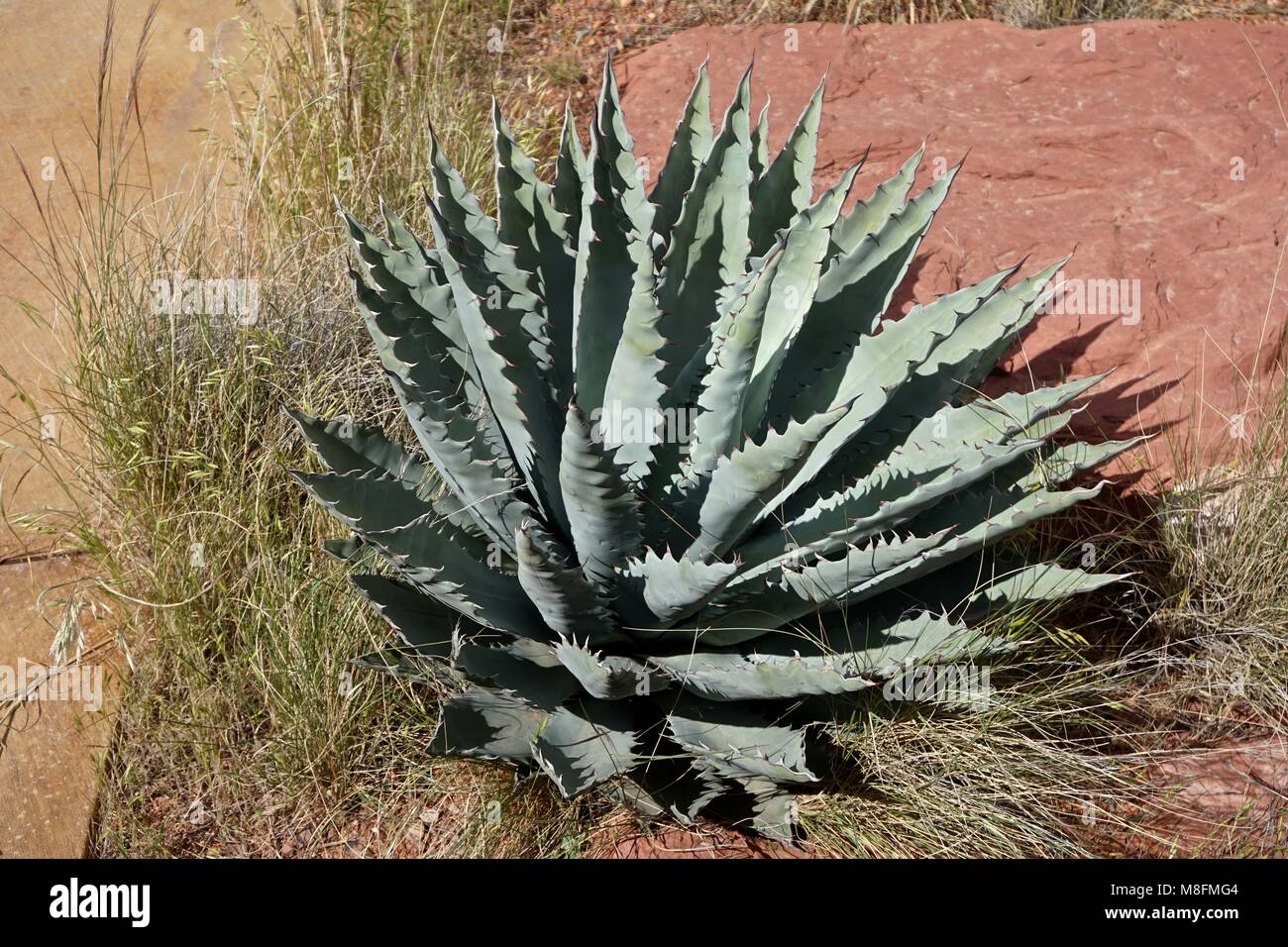 Yucca plants spikes hi-res stock photography and images - Alamy