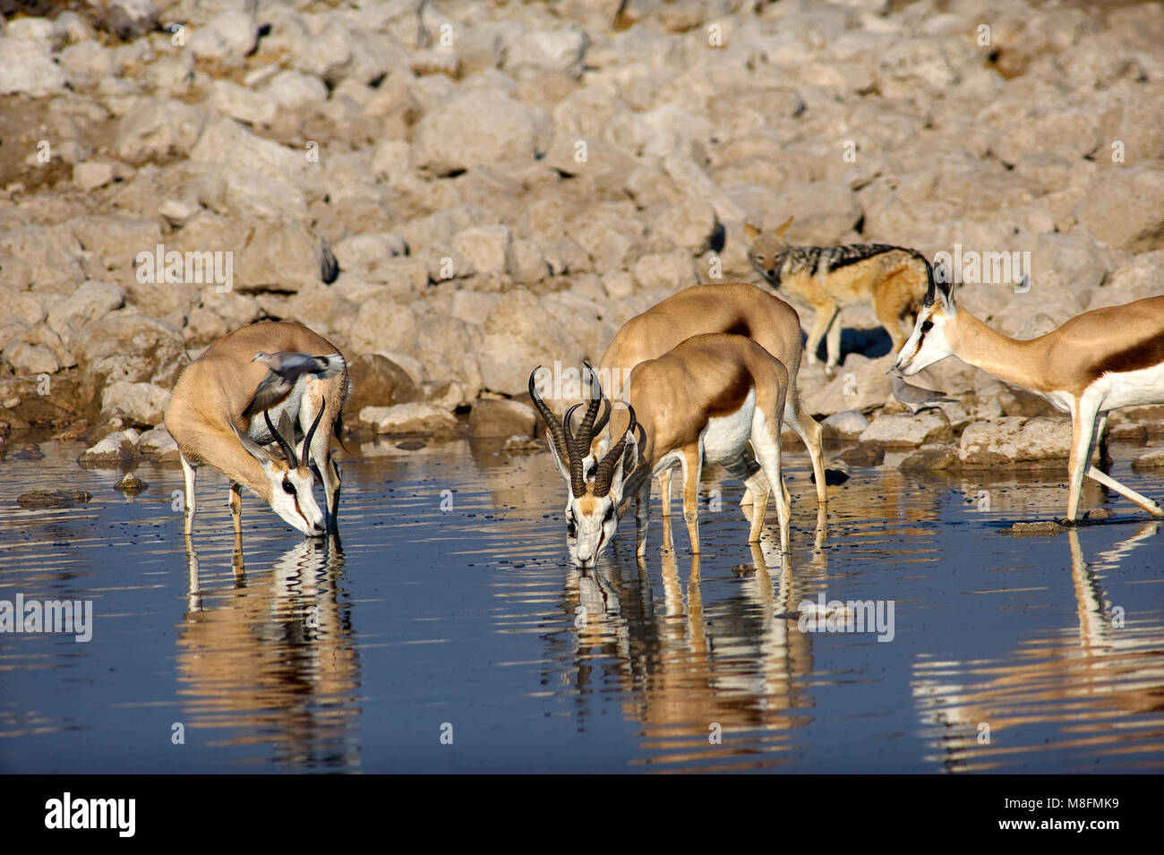 Springboks drinking at Okaukuejo waterhole, Etosha National Park ...