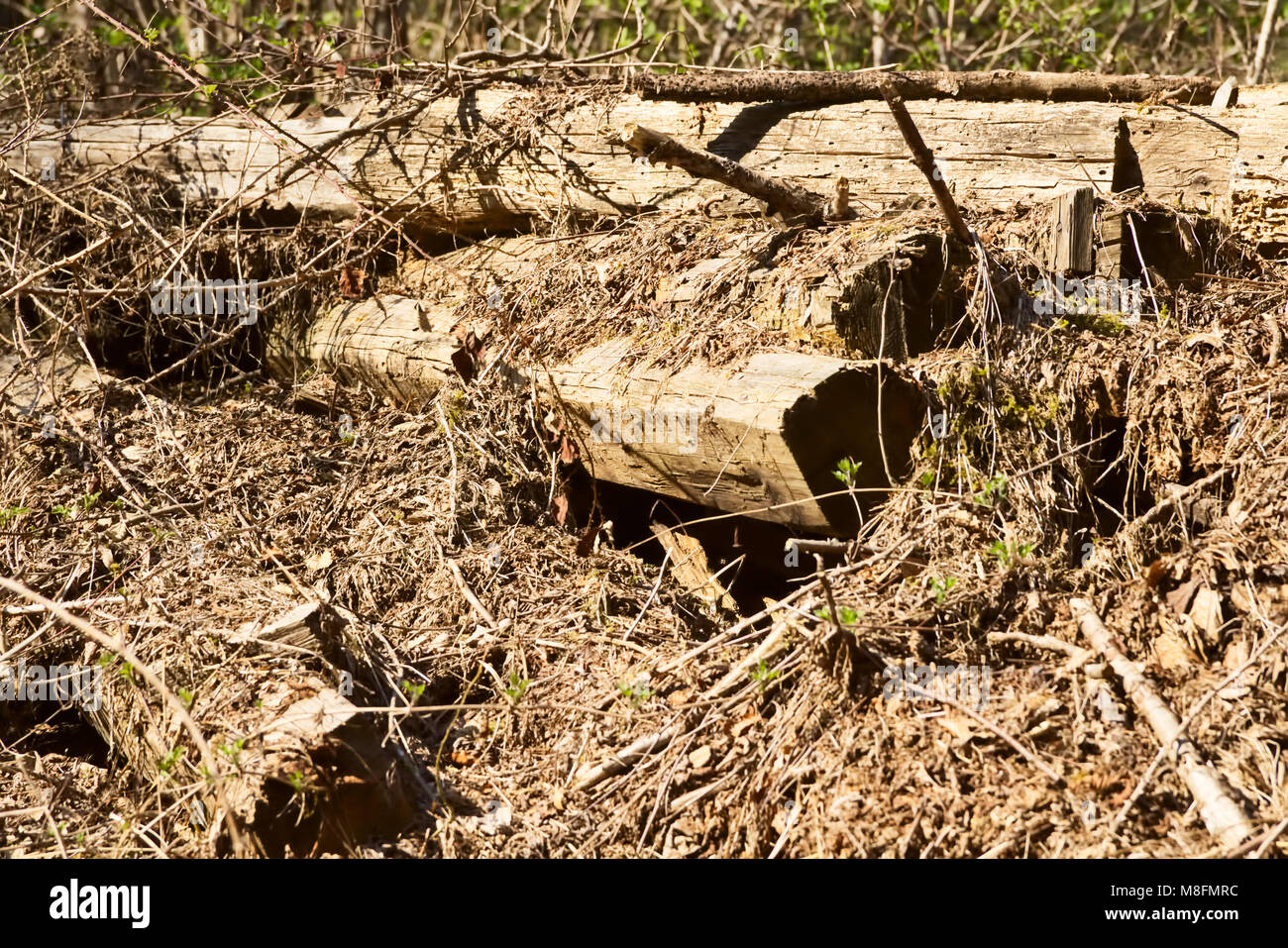 Dry Timbers in Forest Stock Photo - Alamy