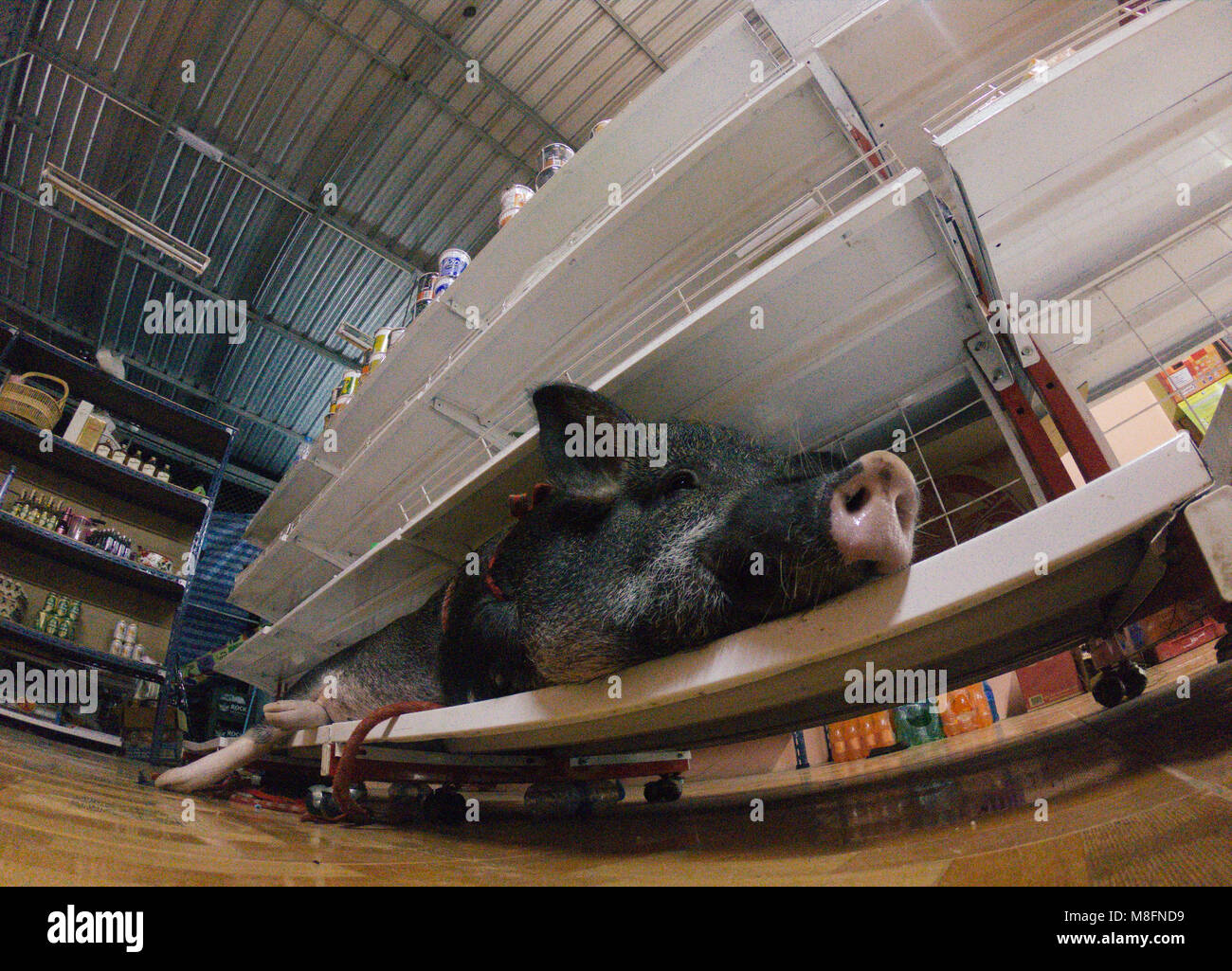 Pig in the market animal, farm, pig, pork, food, meat, illustration ...