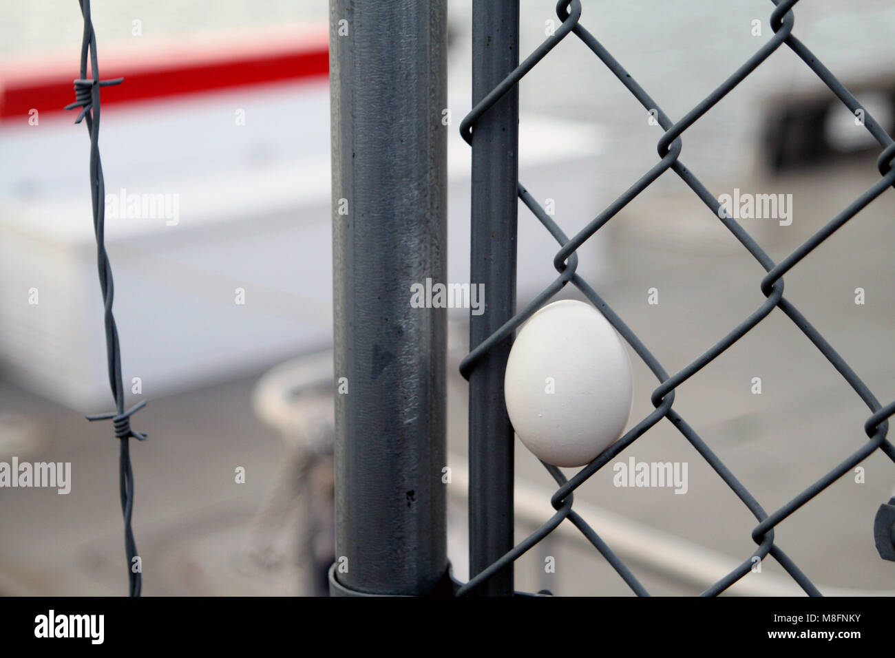 White egg on a chain link fence Stock Photo - Alamy