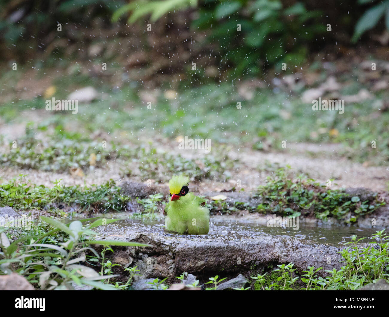 Cissa chinensis - The common green magpie Stock Photo - Alamy