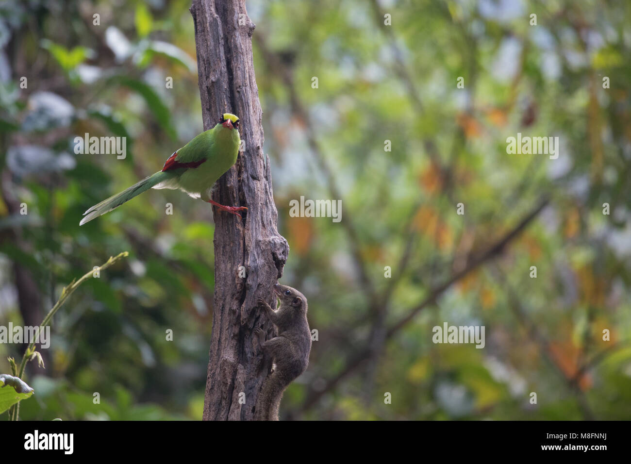 Cissa chinensis - The common green magpie Stock Photo - Alamy