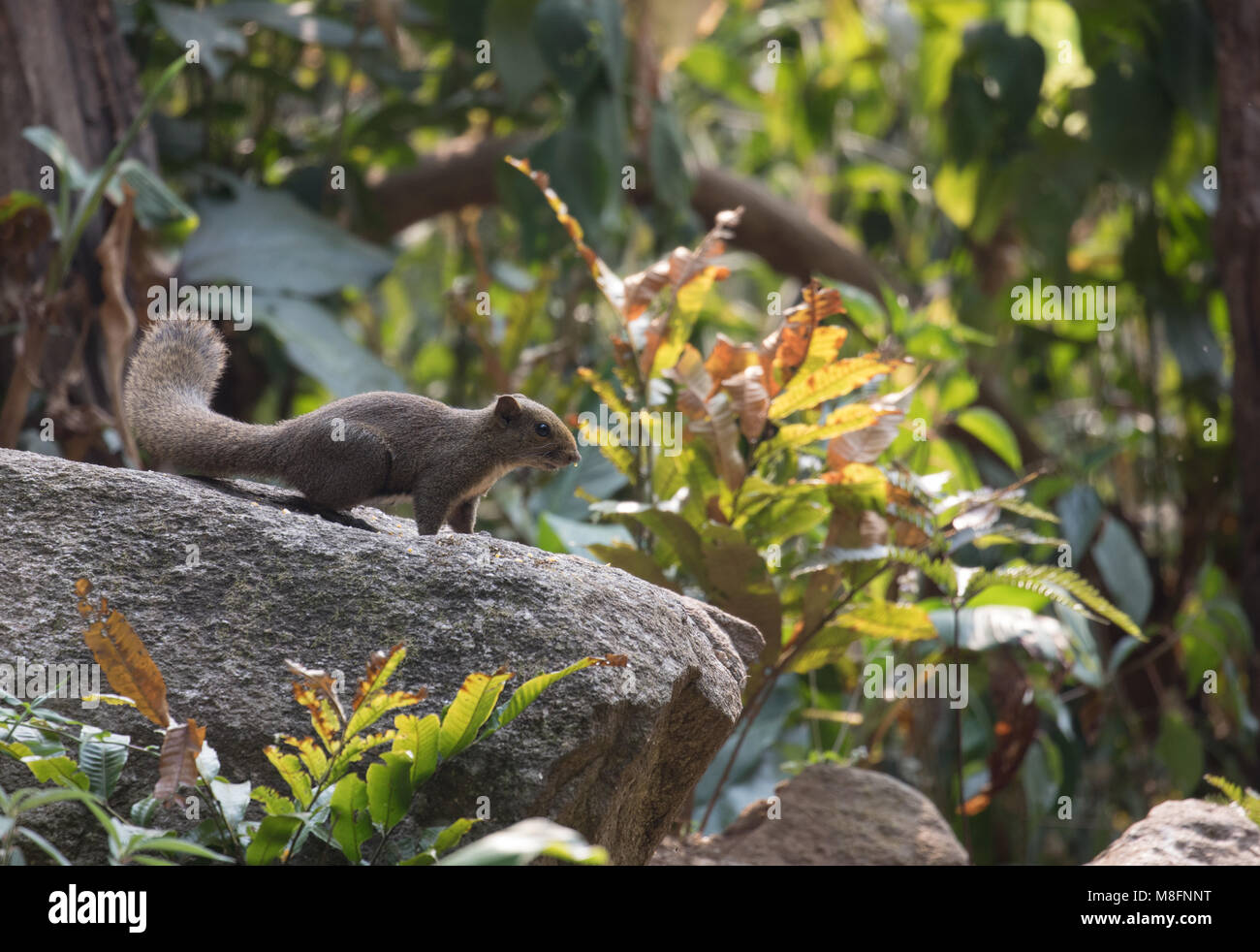 Cissa chinensis - The common green magpie Stock Photo - Alamy