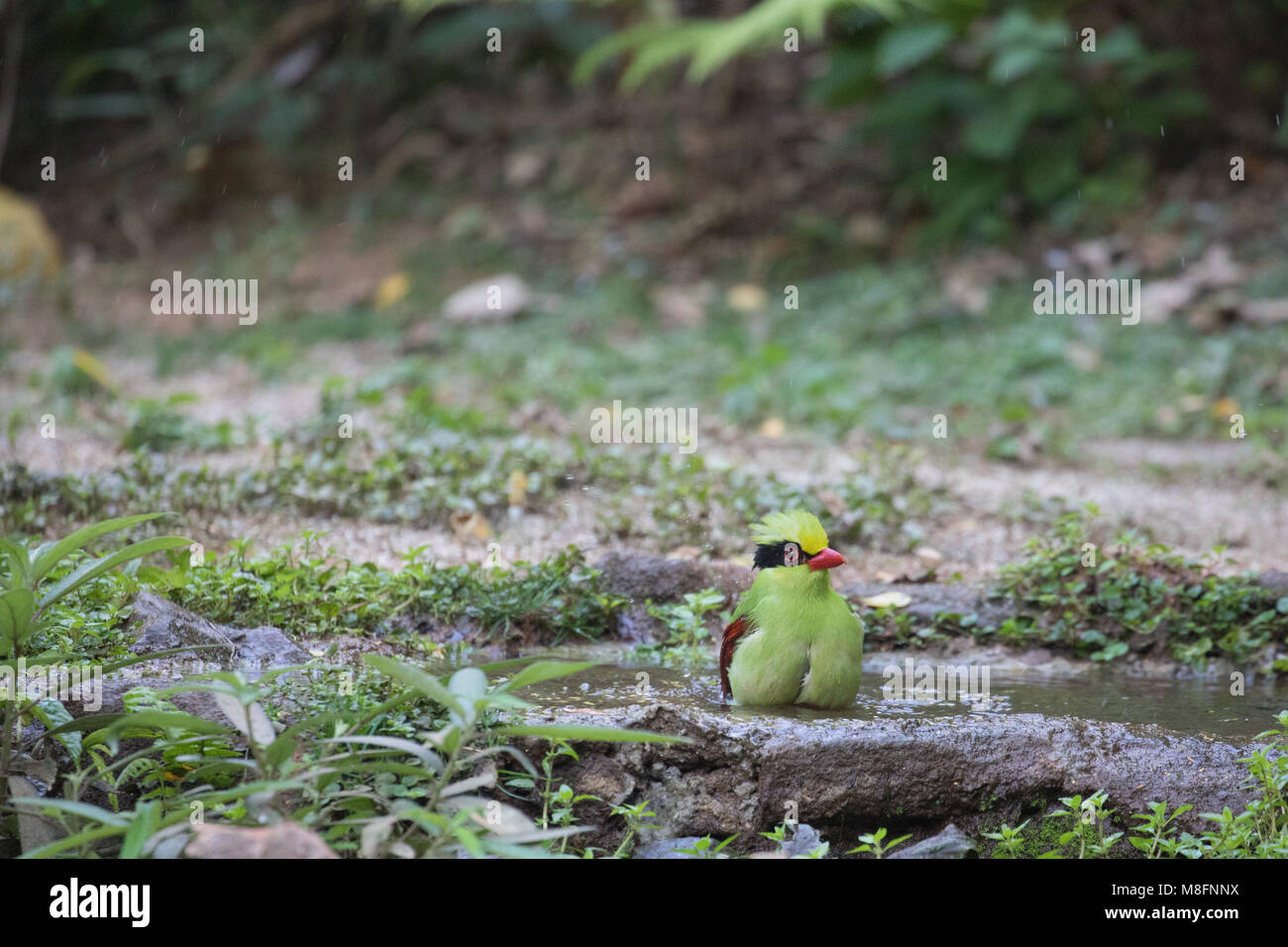 Cissa chinensis - The common green magpie Stock Photo - Alamy