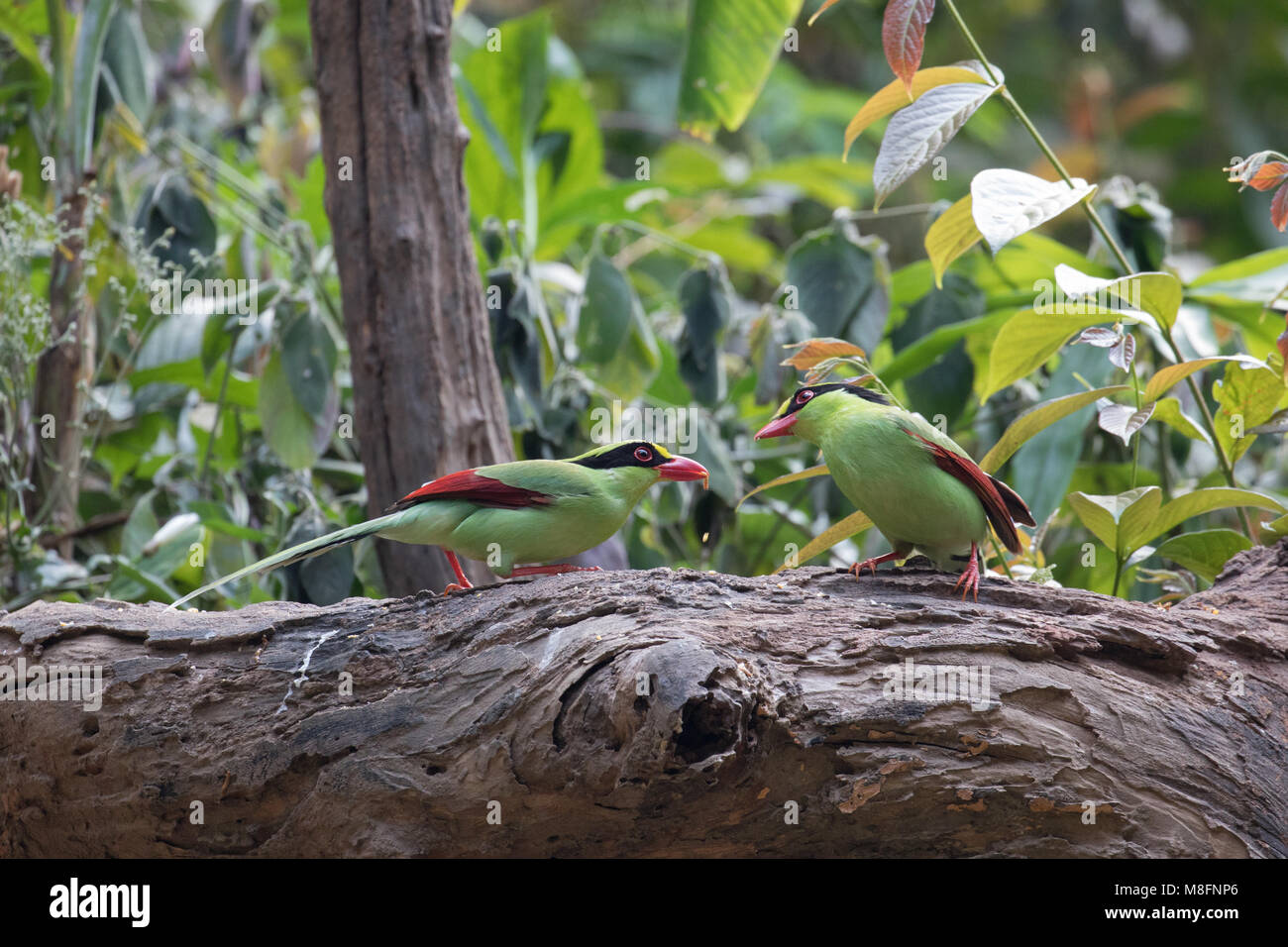 Cissa chinensis - The common green magpie Stock Photo - Alamy