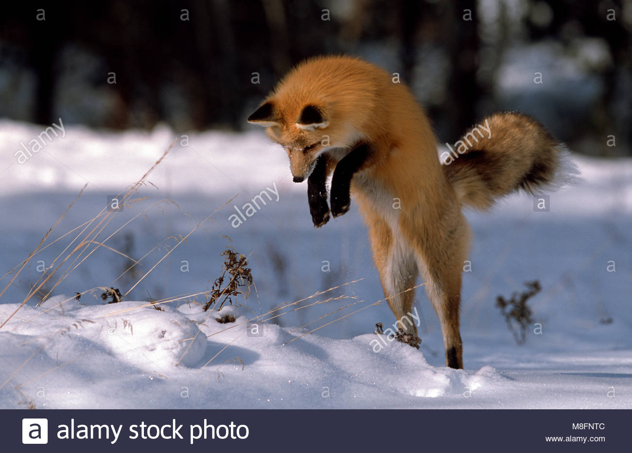 Lunges Stock Photos & Lunges Stock Images - Alamy