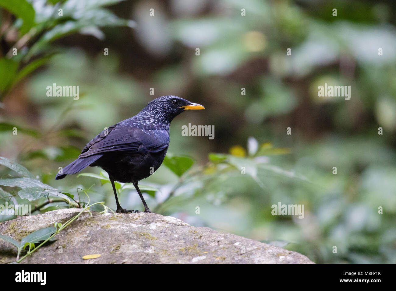 Myophonus caeruleus - The blue whistling thrush Stock Photo - Alamy