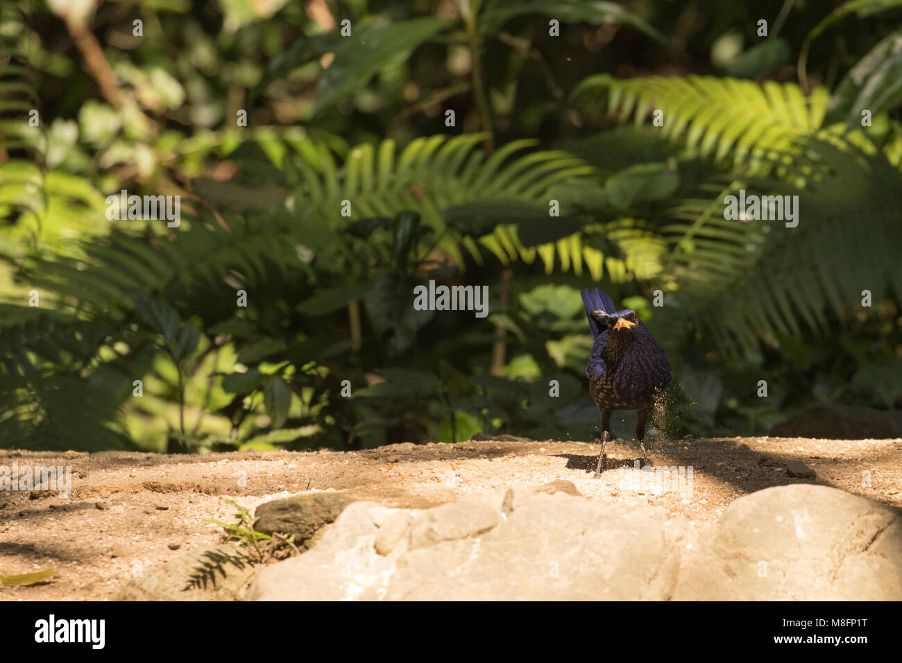 Purple thrush hi-res stock photography and images - Alamy