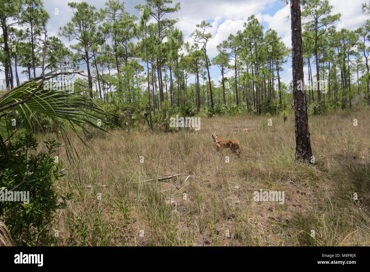 Release of mountain lion at Tampa’s Lowry Park Zoo Stock Photo - Alamy