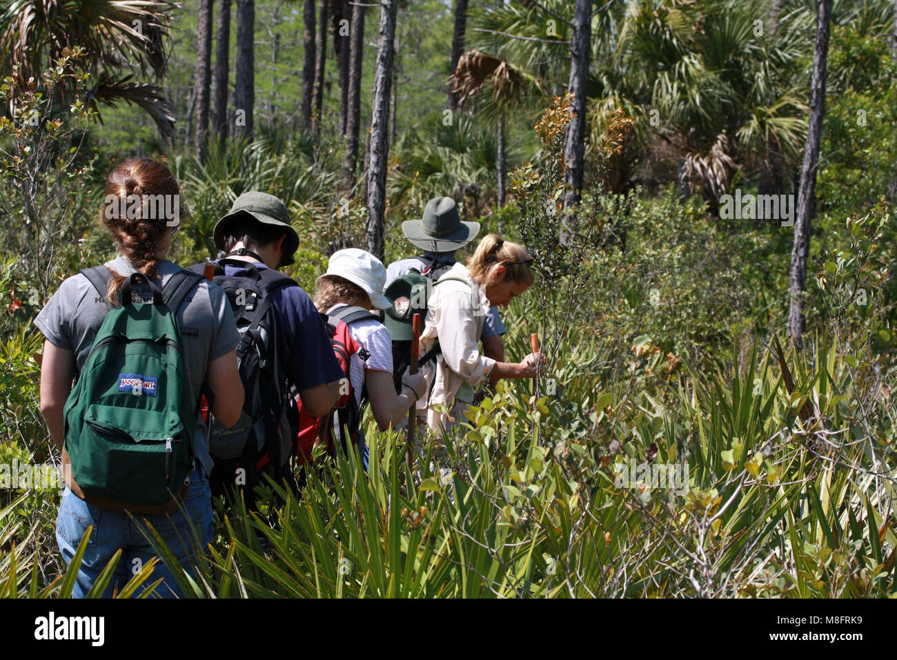 A hike in the pines Stock Photo - Alamy