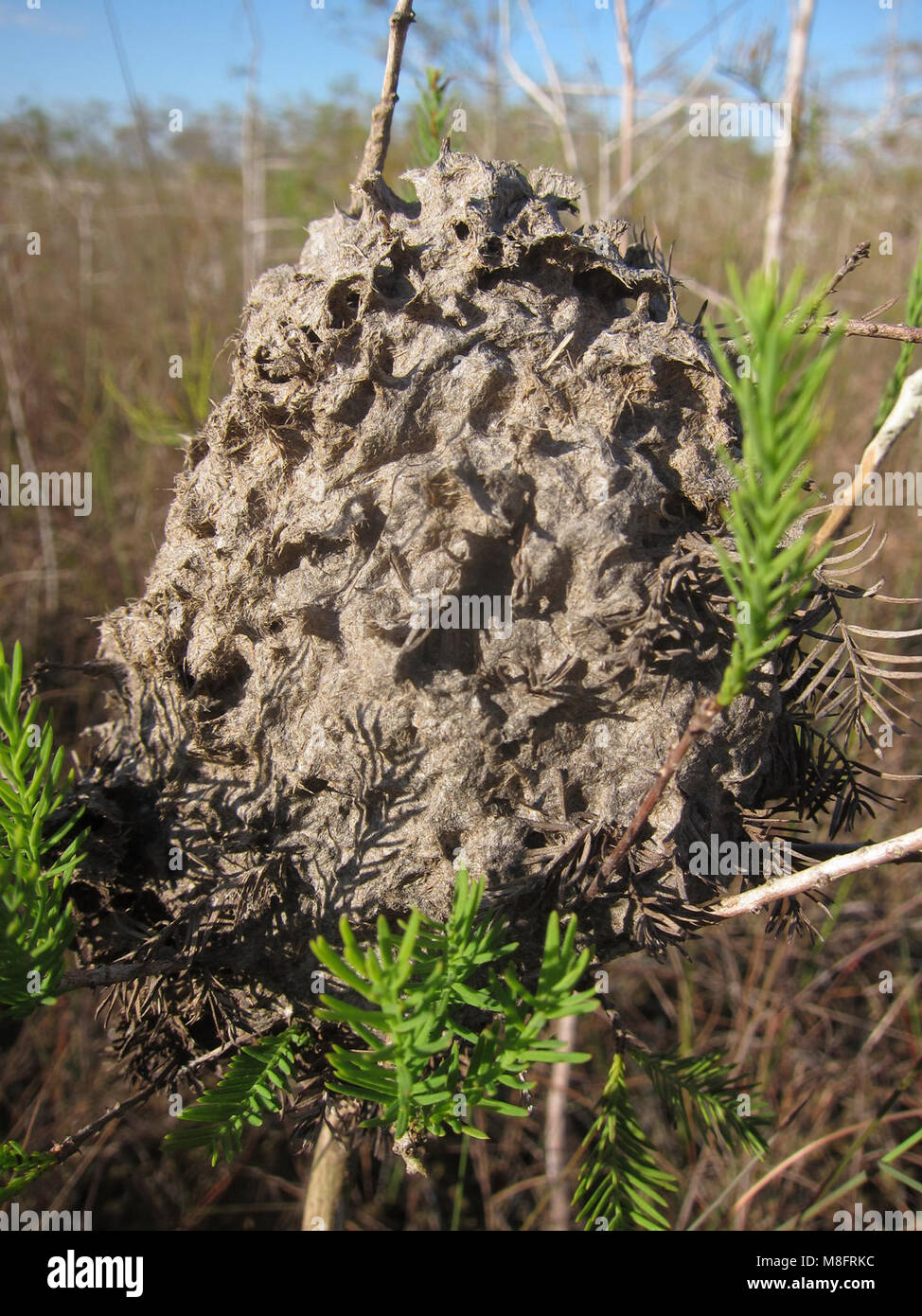 acrobat ant nest Stock Photo - Alamy