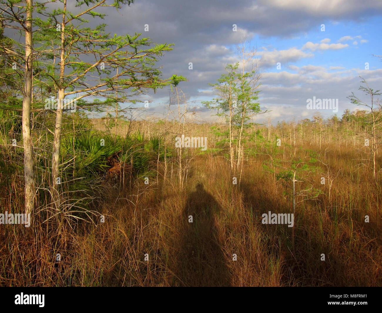 Dwarf service tree hi-res stock photography and images - Alamy