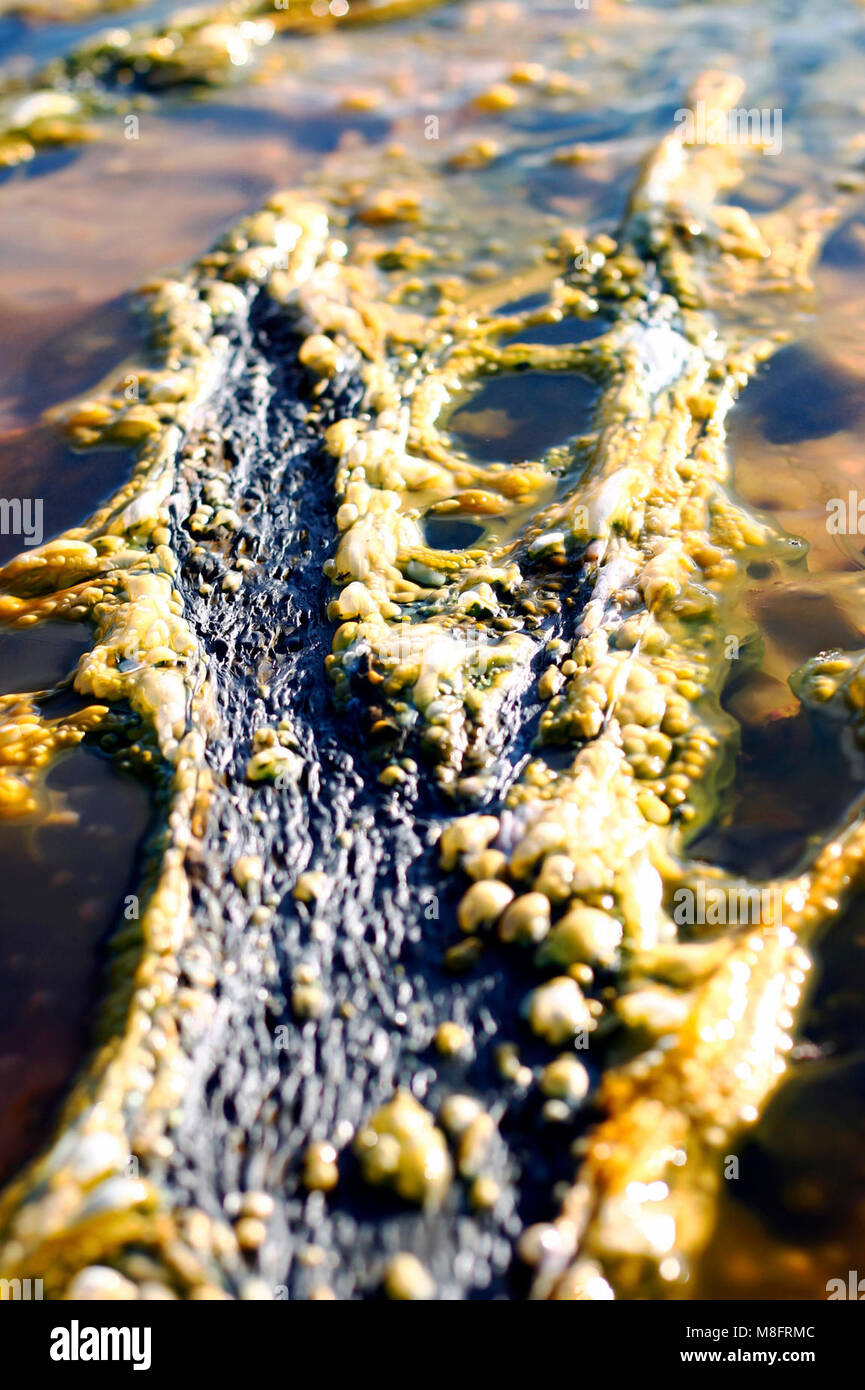 Algae Formation Stock Photo - Alamy