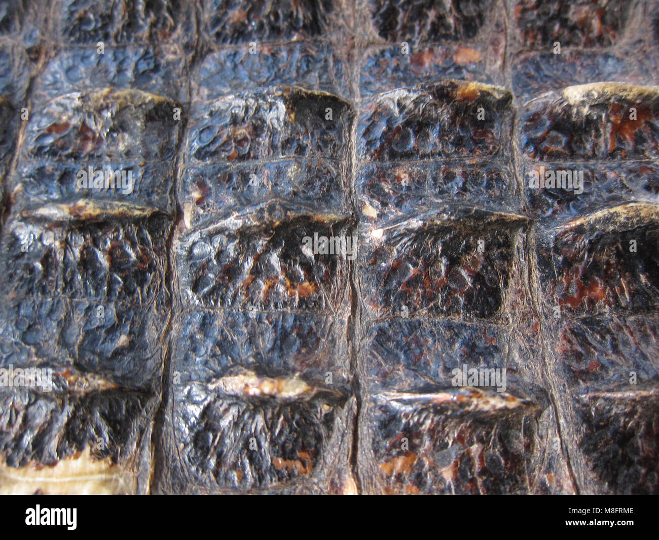 alligator back Stock Photo - Alamy