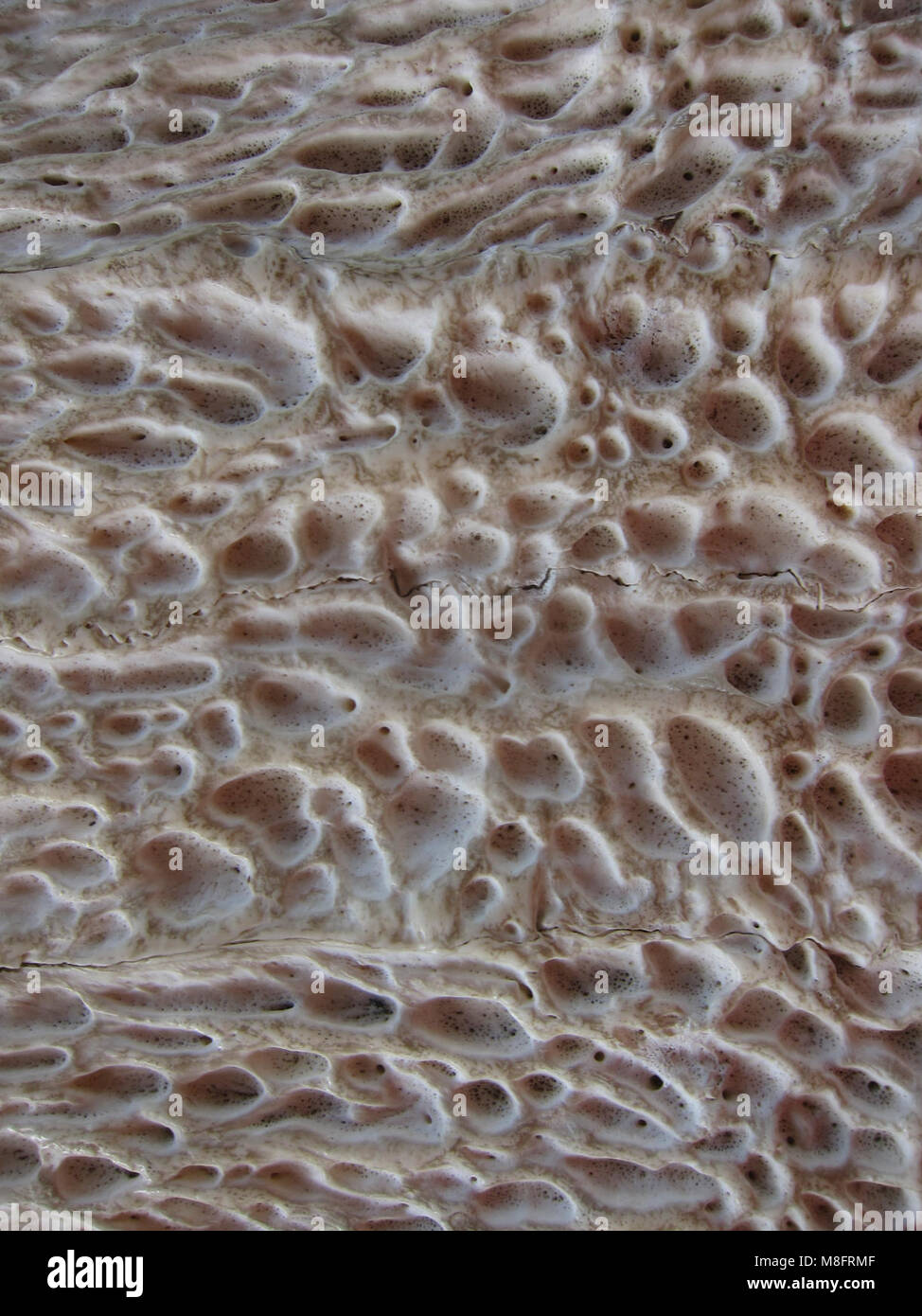 alligator bone Stock Photo - Alamy