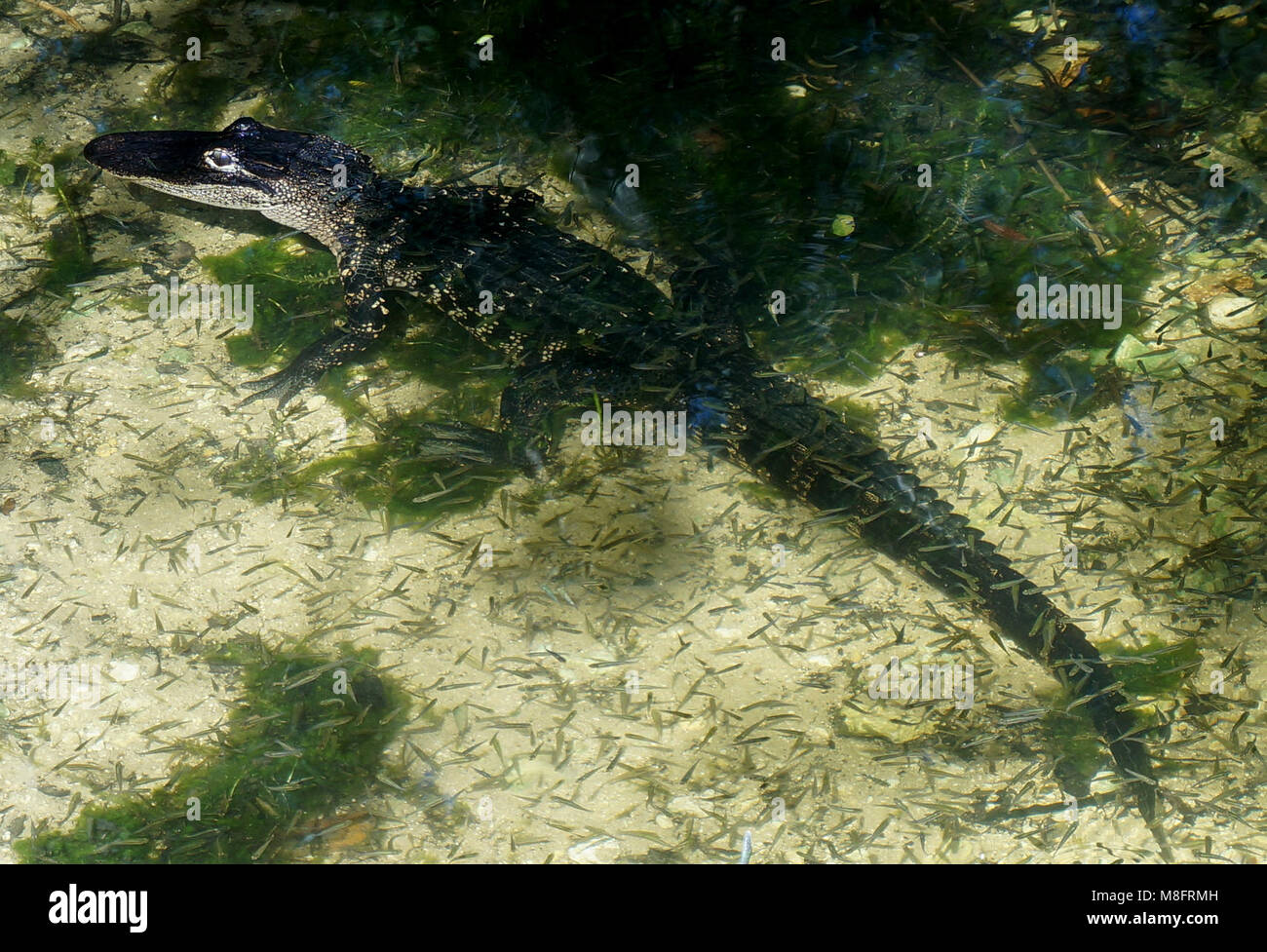 Alligator near a culvert .At the Fire Prairie Trail Stock Photo - Alamy