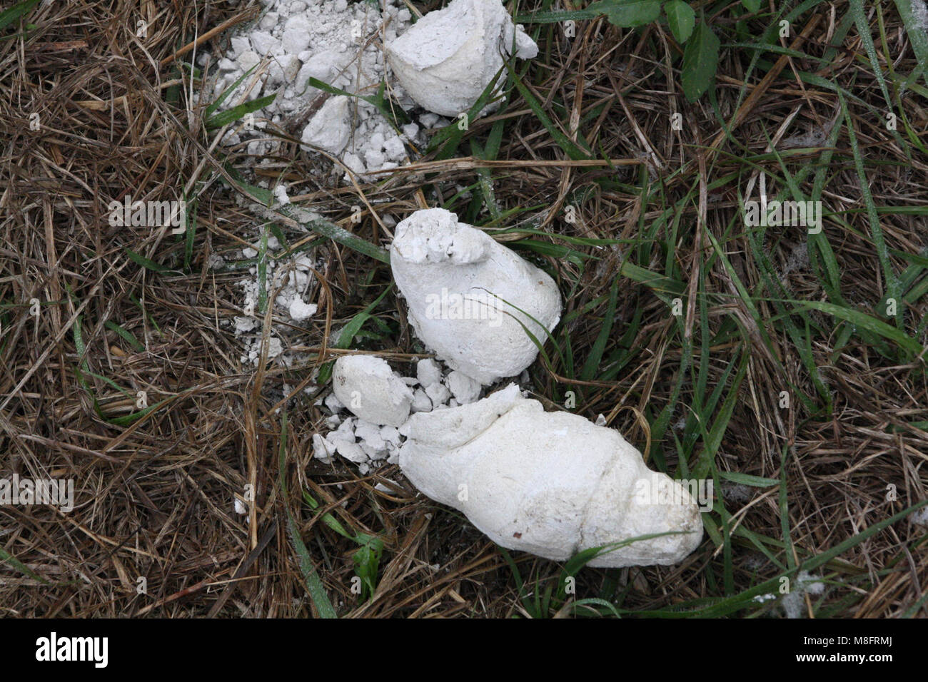 Alligator Scat Stock Photo - Alamy