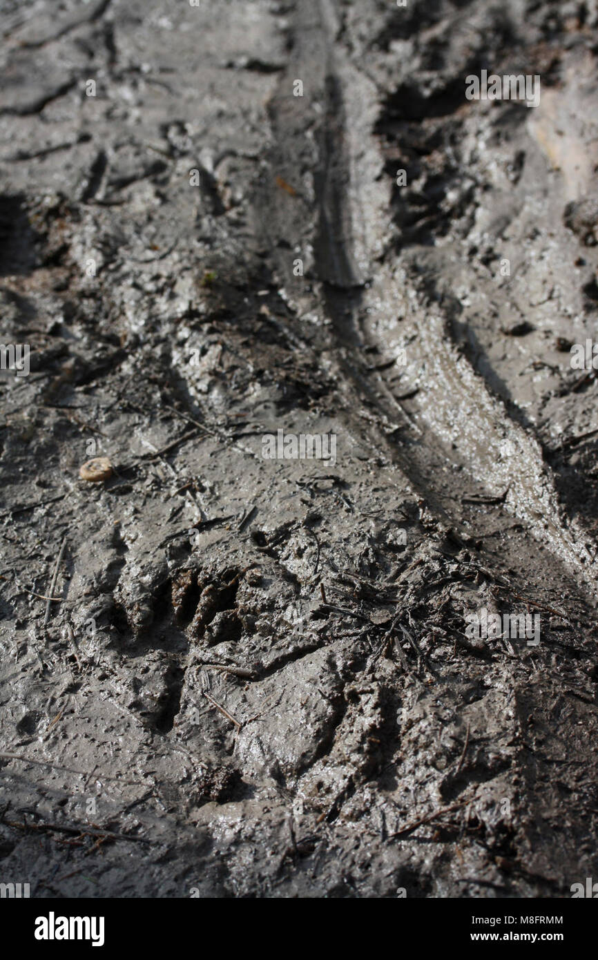 Alligator Trail Stock Photo - Alamy