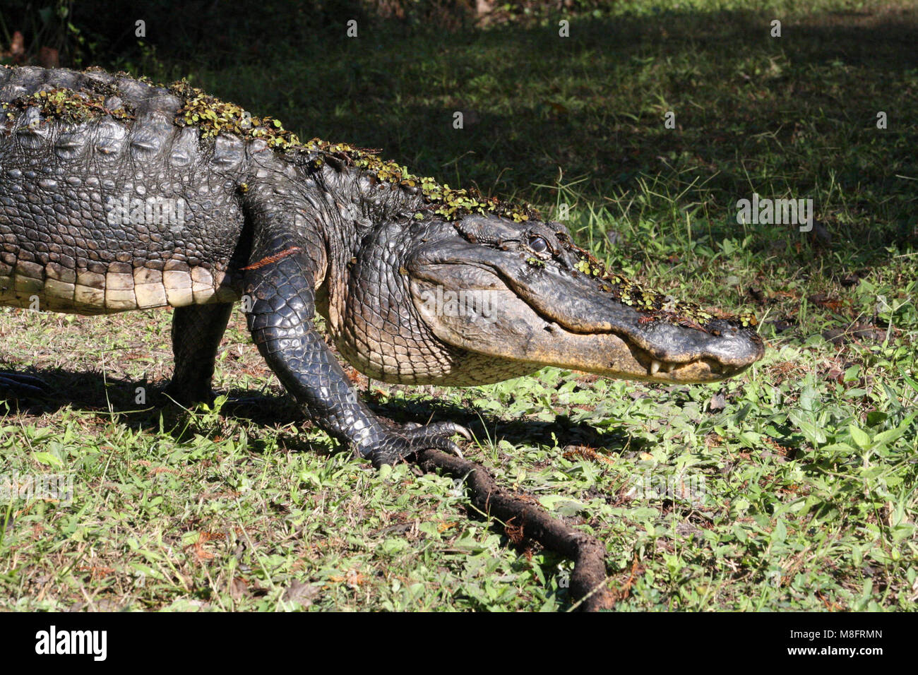 Alligator Walking Stock Photo - Alamy