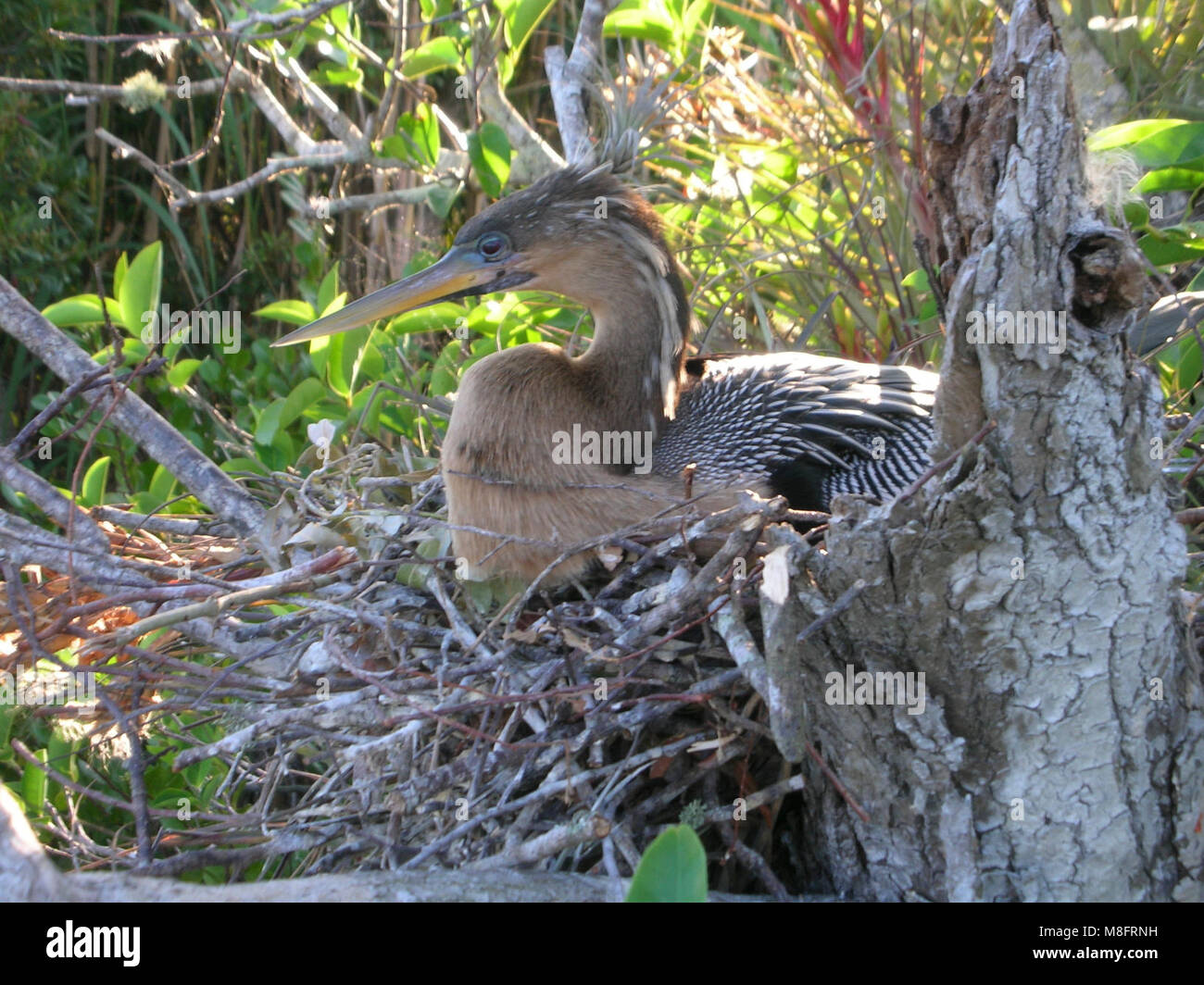 Anhinga Nest Stock Photo - Alamy