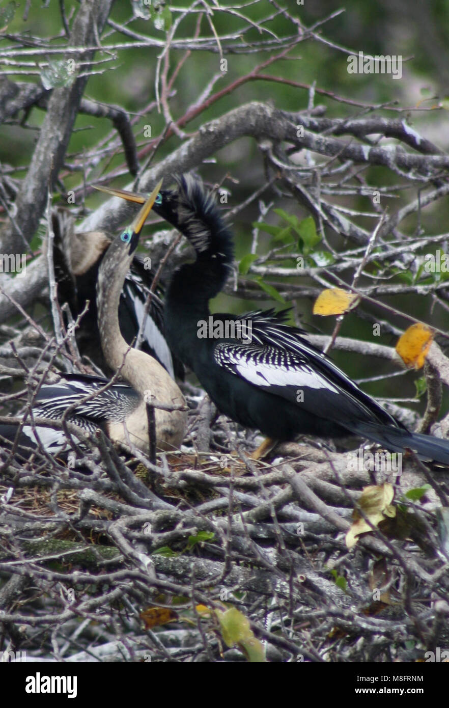 Anhingas Stock Photo - Alamy