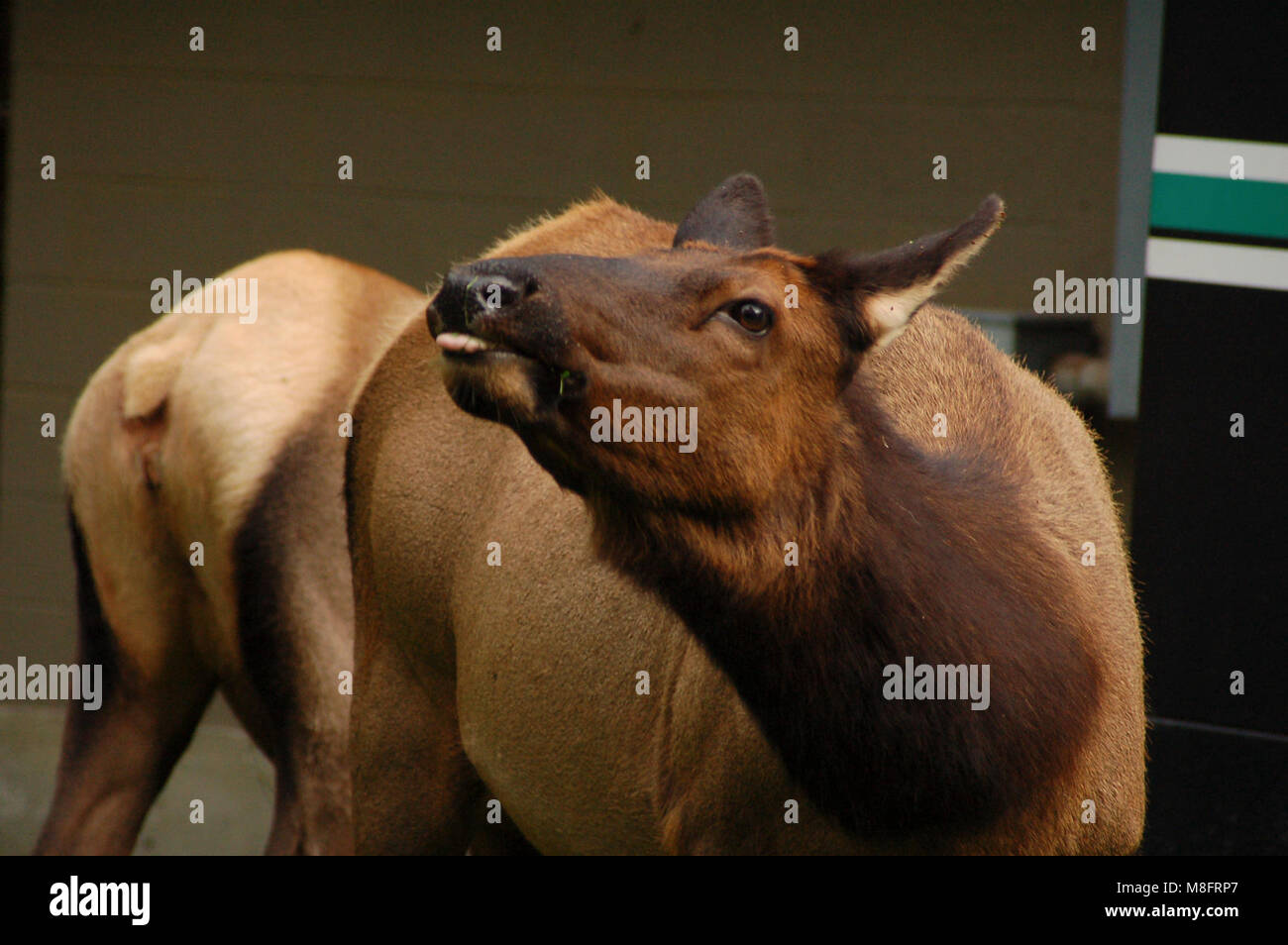 animals elk female face Hoh Stock Photo - Alamy