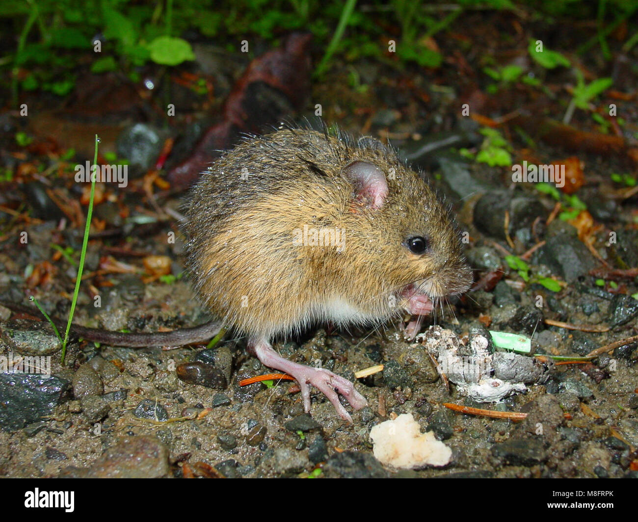 Animals Mammals Jumping Mouse Hoh Stock Photo - Alamy