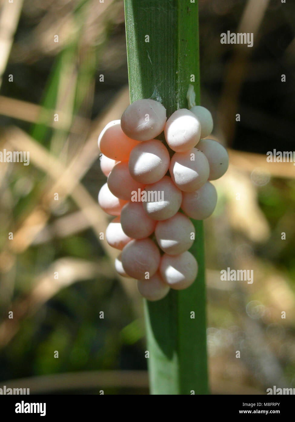 Apple Snail Eggs Stock Photo - Alamy