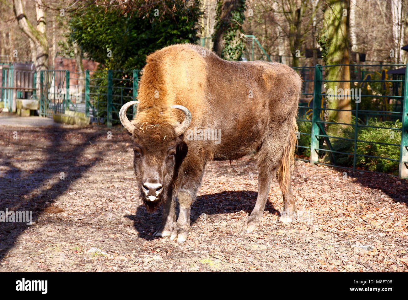European bison photo taken in ZOO Stock Photo - Alamy