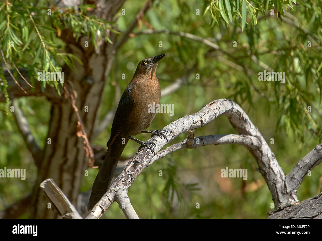 Grackle mexicano hi-res stock photography and images - Alamy