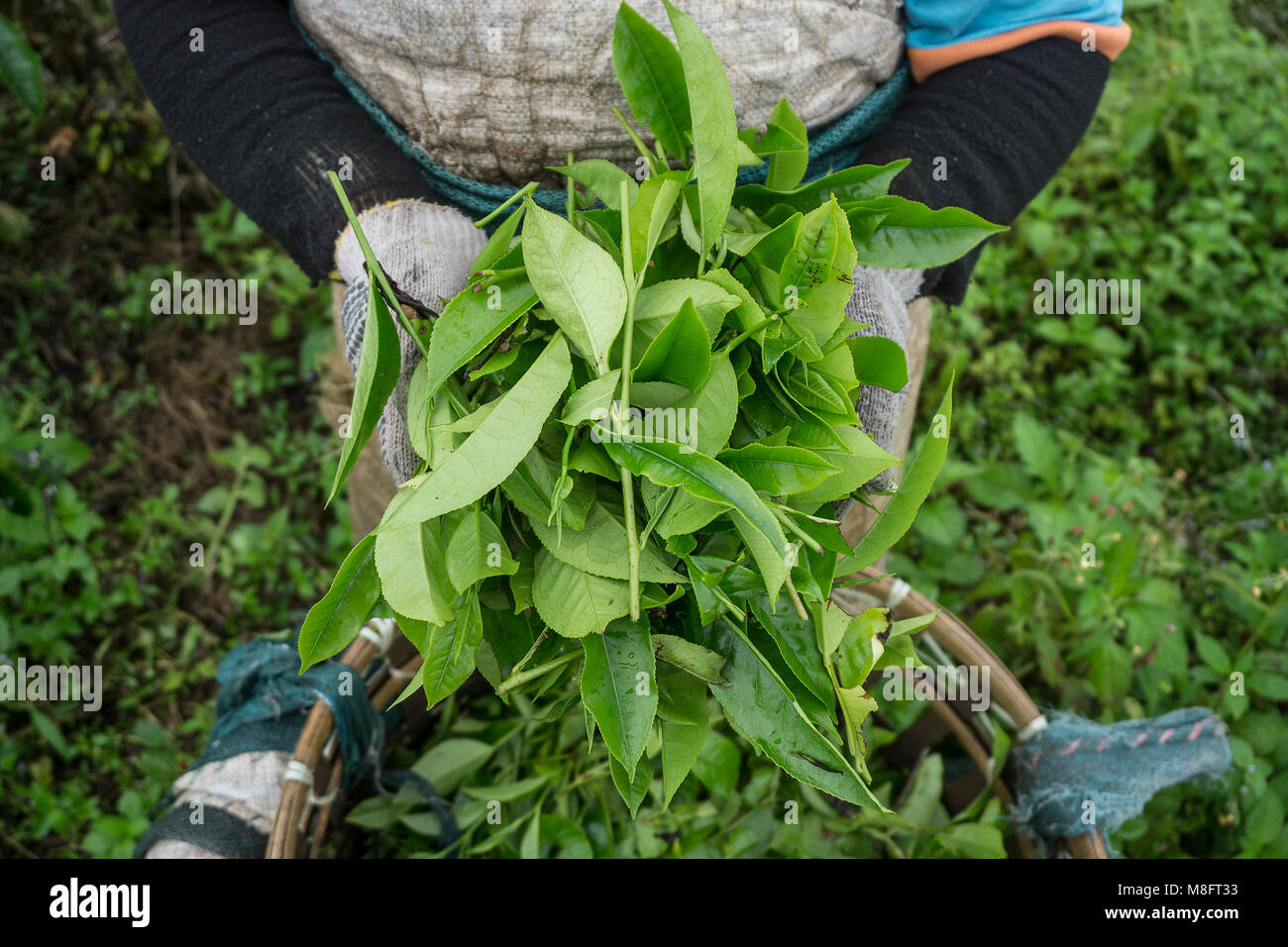 Pick up leaves hi-res stock photography and images - Alamy