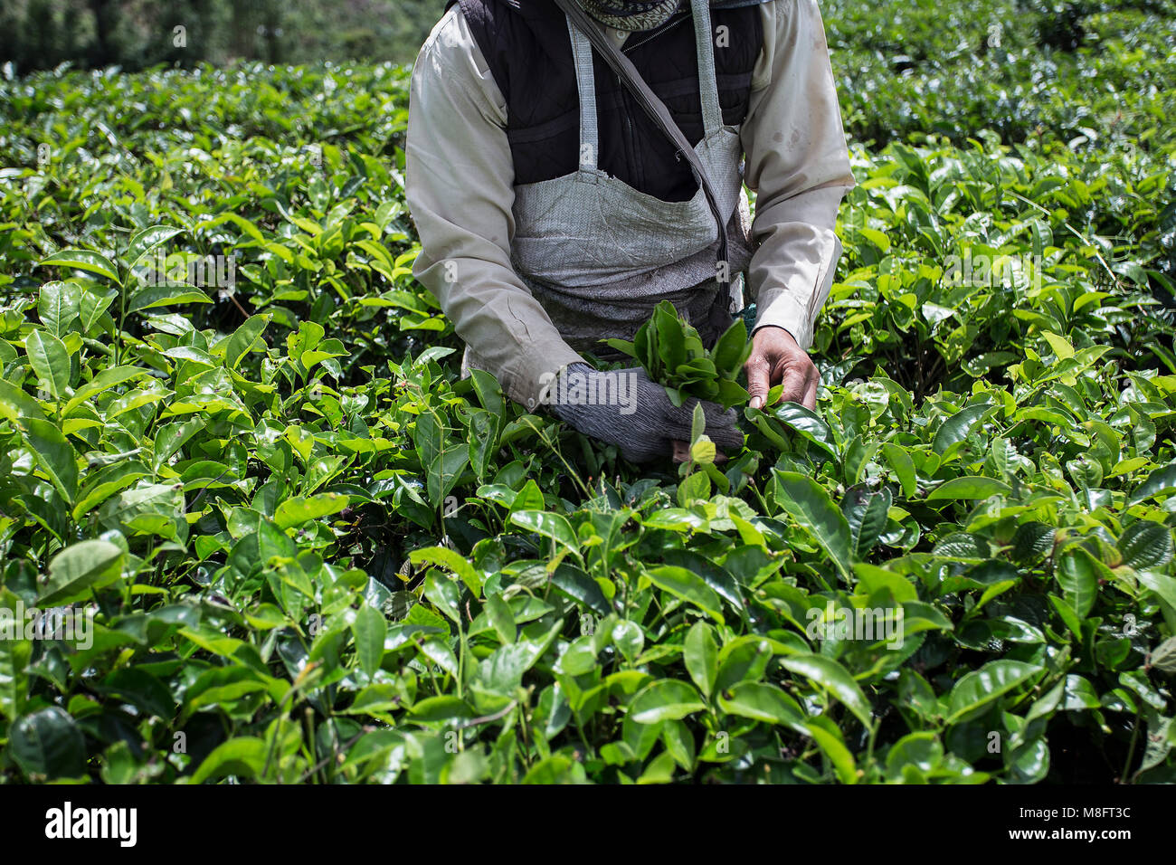 A tea picker has picking tea leaves used hand Stock Photo - Alamy