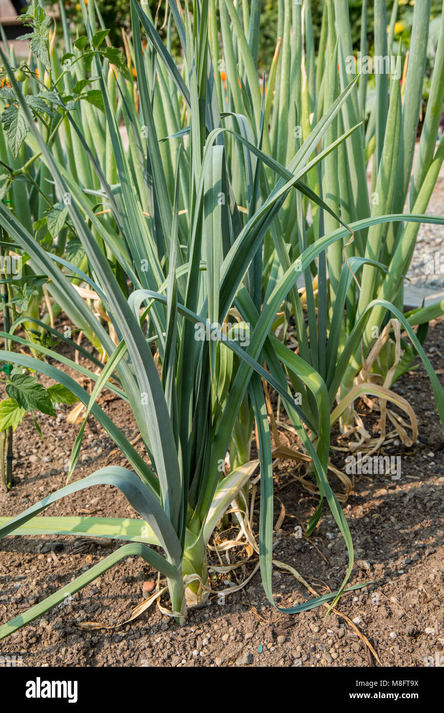 Leek plants hi-res stock photography and images - Alamy
